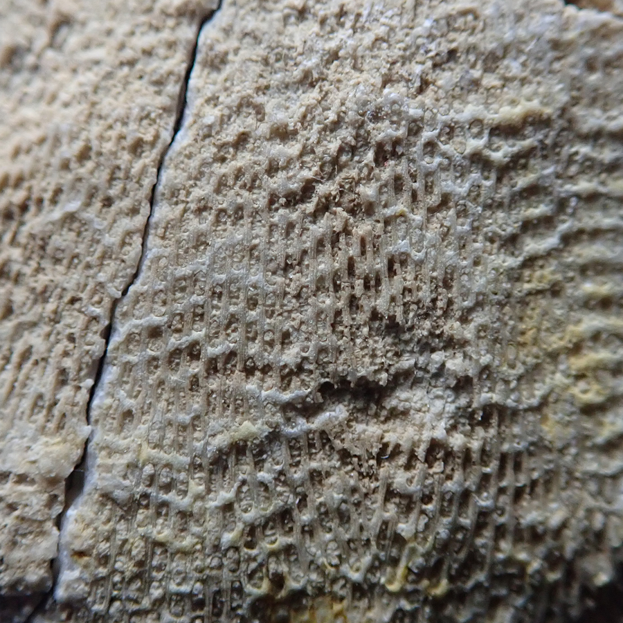 Fossil-alma-devon-nf